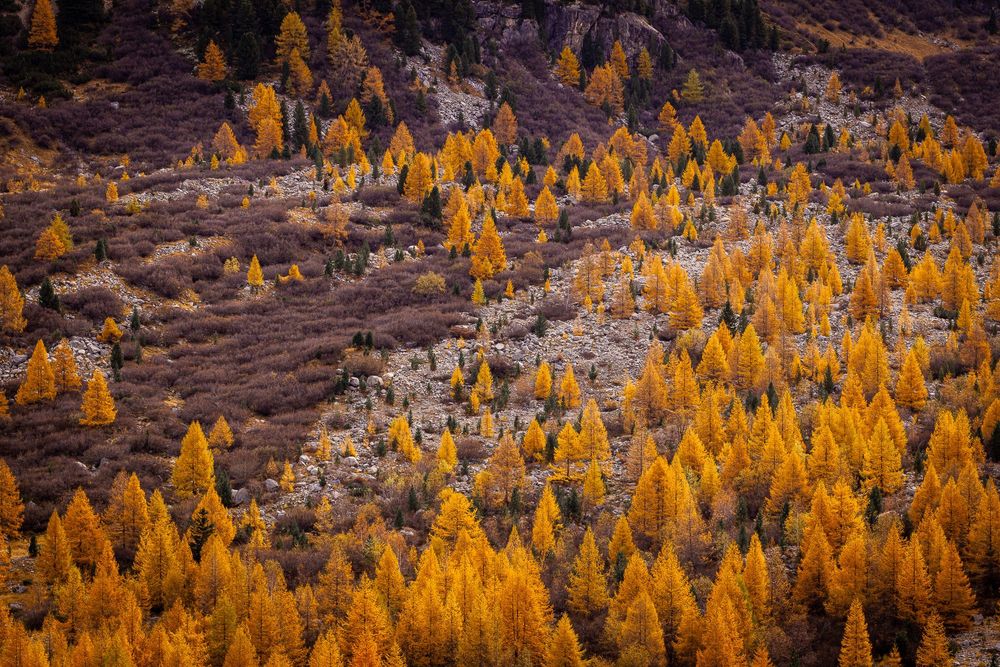 Larch forests — Picture of the month October — beAnywhere